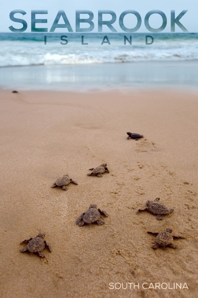 Seabrook Island, South Carolina, Sea Turtles Hatching (24x36 Giclee ...