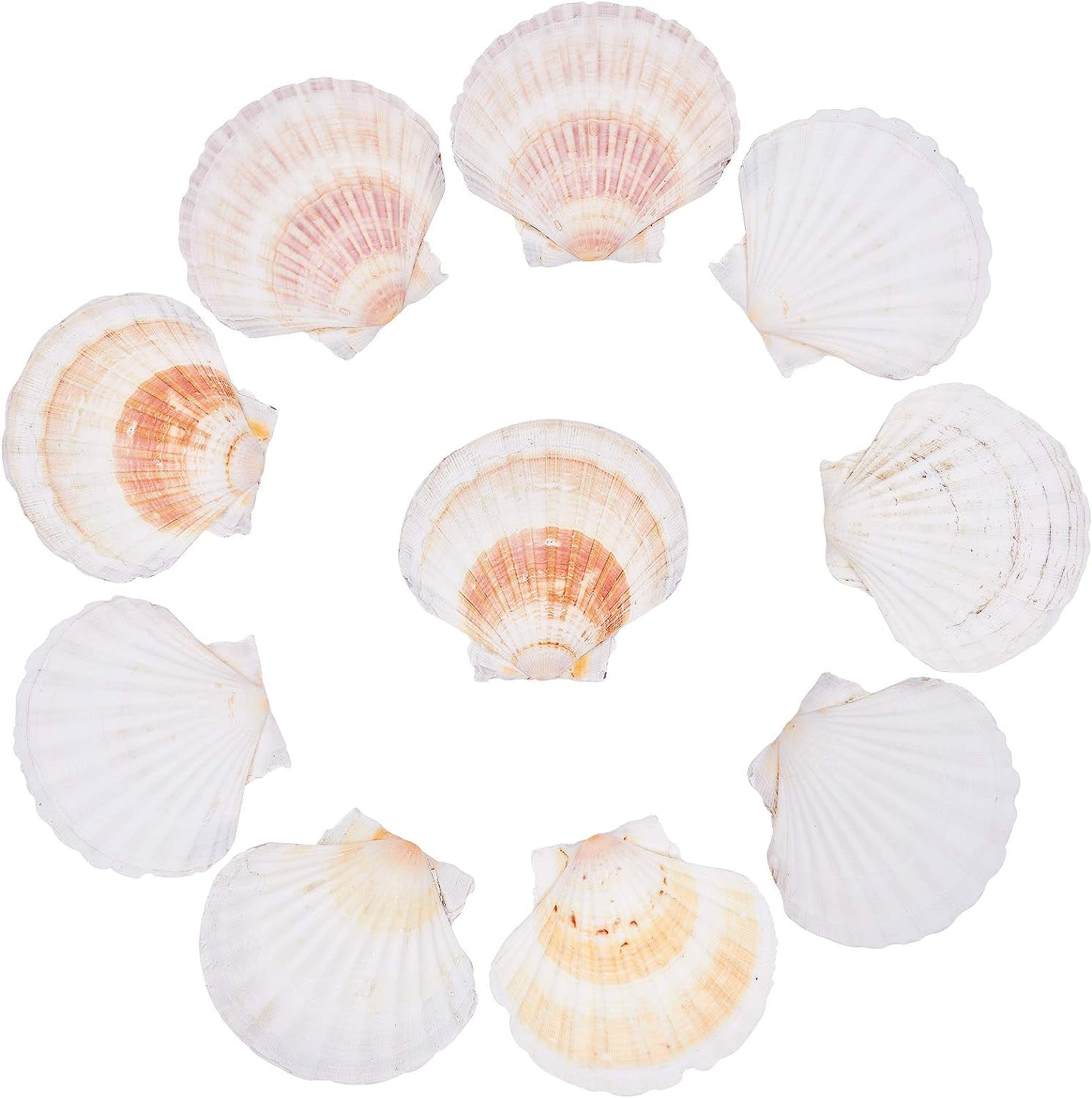 Seafood Natural Sea Shells 10 Pcs Natural Shell Display Decorations for ...