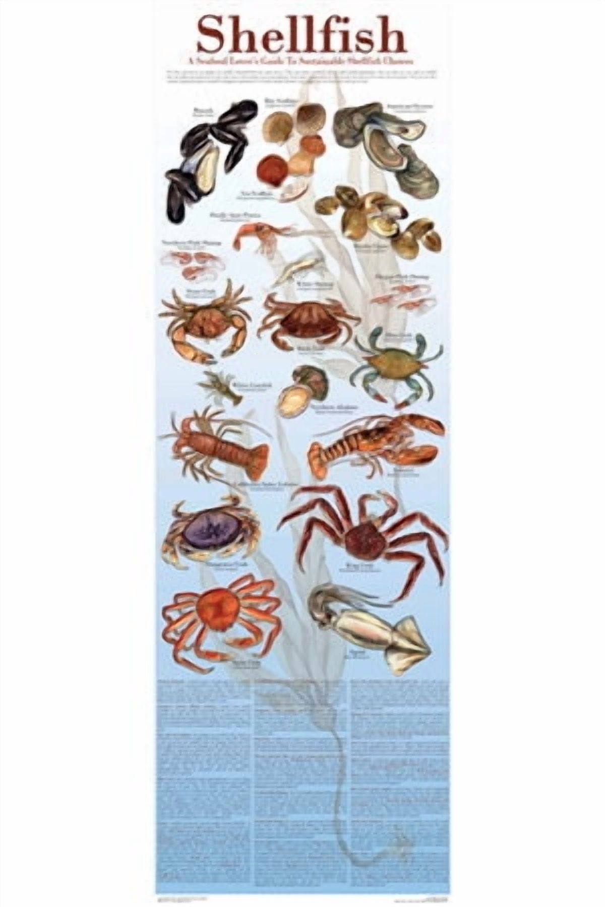 Seafood Poster and Guide to Sustainable Shellfish 12x36 Poster ...