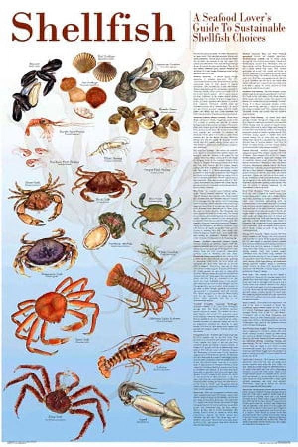 Seafood Poster and Guide To Sustainable Shellfish - Walmart.com