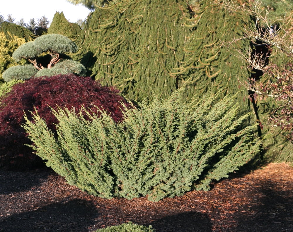 Seagreen Juniper Bush Potted Evergreen Shrub, in a 2.25 Gal. Pot ...
