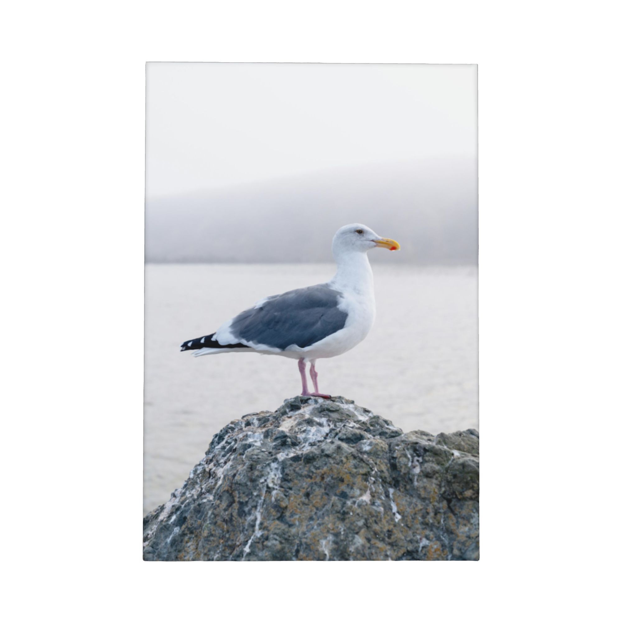 Seagull Canvas Framed Wall Art Coastal Ocean Beach Nature Seaside Bird ...