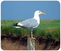 Seagull Mousepad - Walmart.com