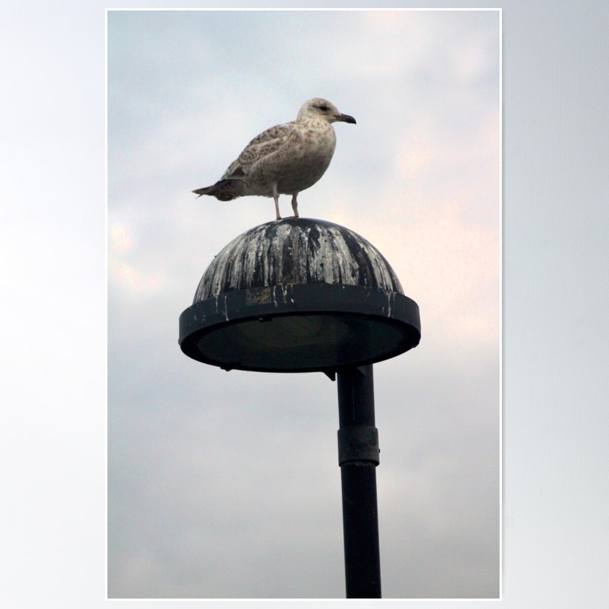 Seagull On Lamp Poster Wall Art, Modern Wall Decor For Living Room ...