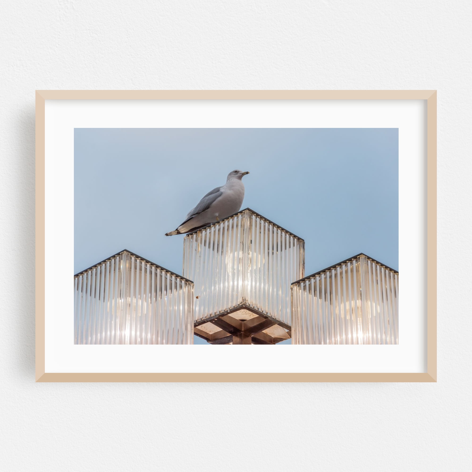 Seagull Sentinel - Baltimore Maryland Photography Bird Minimalist ...