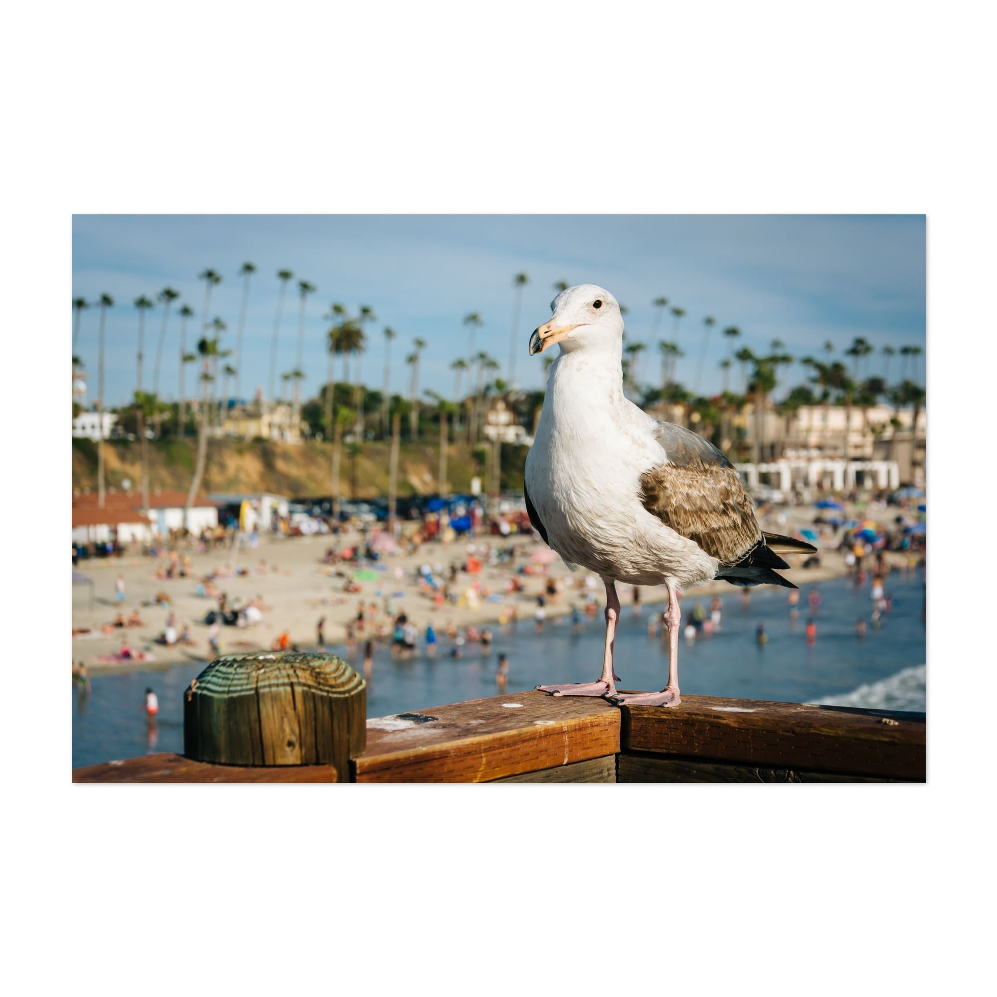 Seagull in Oceanside - Oceanside California Photography Beach Coast ...