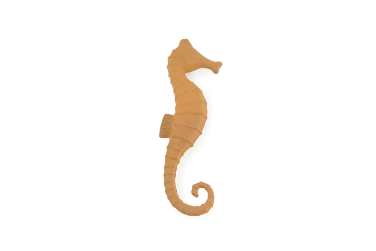 Seahorse, Marine Fish, Ocean, Syngnathidae family, Hippocampus ...