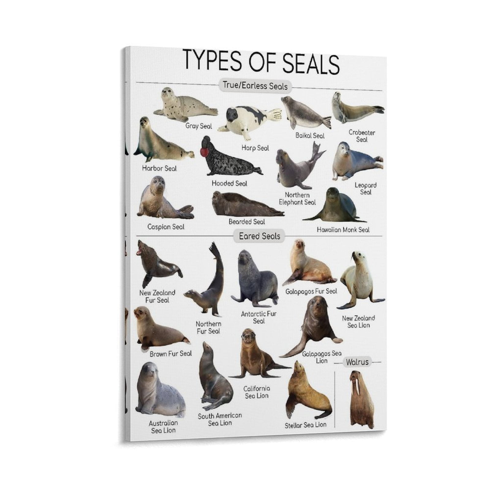 Seals Knowledge Animal Seals Types of The World Chart Wall Art Picture ...
