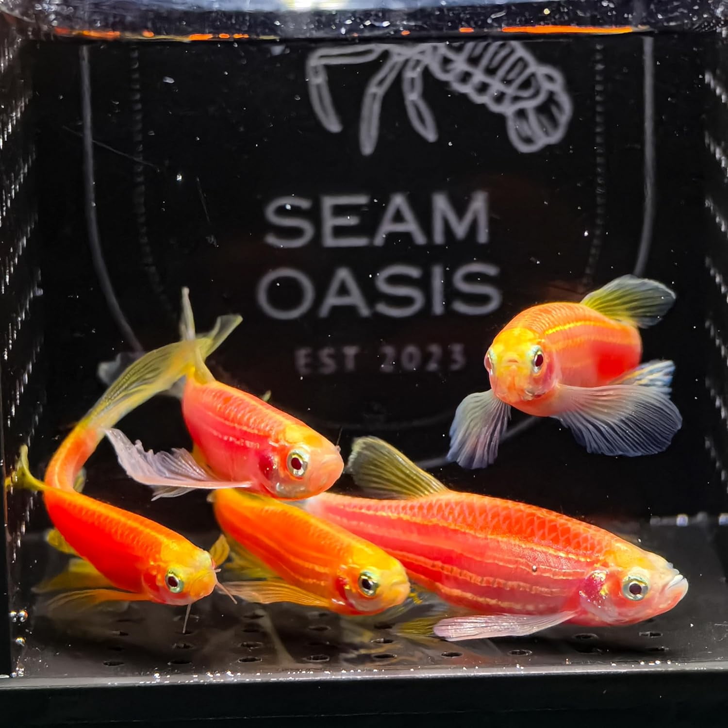 Seam Oasis Danio Long Fins, Live Freshwater Aquarium Fish - Beautiful ...