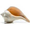 Seashell | 1 Off-White Polished Atlantic Whelk 7"-8" | Display & Beach ...