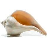 Seashell | 1 Off-White Polished Atlantic Whelk 7"-8" | Display & Beach ...