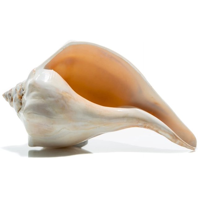 Seashell | 1 Off-White Polished Atlantic Whelk 7"-8" | Display & Beach ...