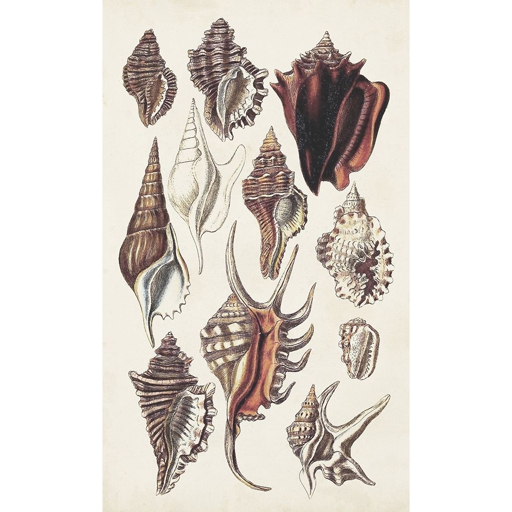 Seashell Array III Poster Print - G.B. Sowerby - Walmart.com