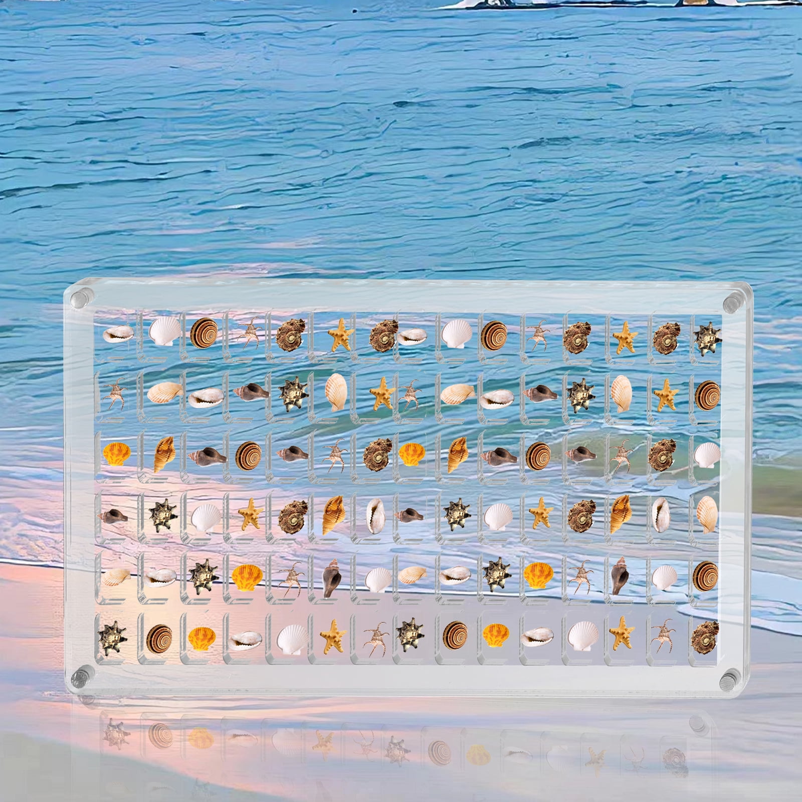 Seashell Display Box Magnetic Seashell Storage Case Clear Acrylic ...