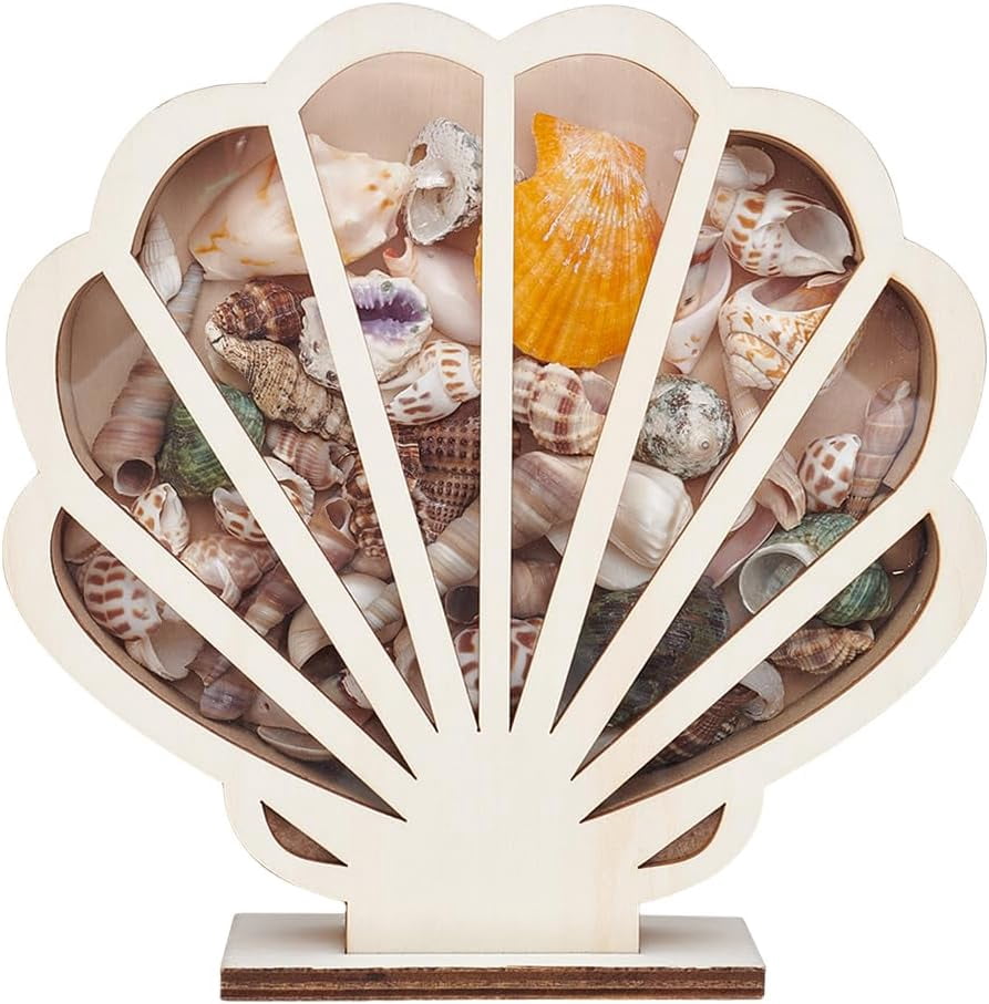 Seashell Display Box Wooden Shadow Box with Acrylic Window Teeth ...