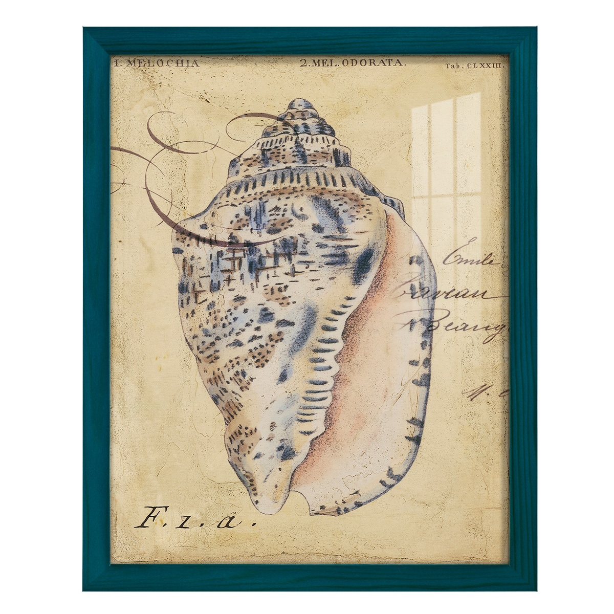 Seashell Ephemera I - Framed Print w/glass - Ocean Blue - Walmart.com