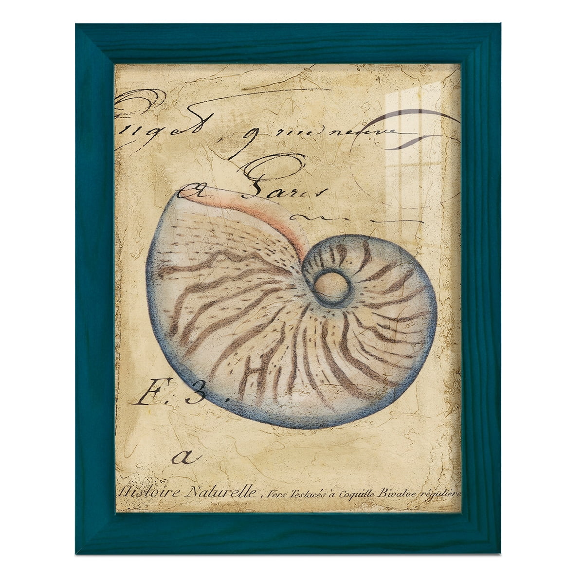 Seashell Ephemera II - Framed Print w/glass - Ocean Blue - Walmart.com