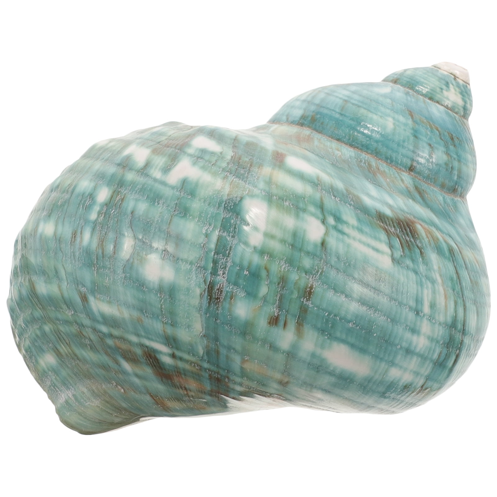 DINHEAROM Dark Green Conch Shell for Aquarium Owners 1Pcs - Walmart.com