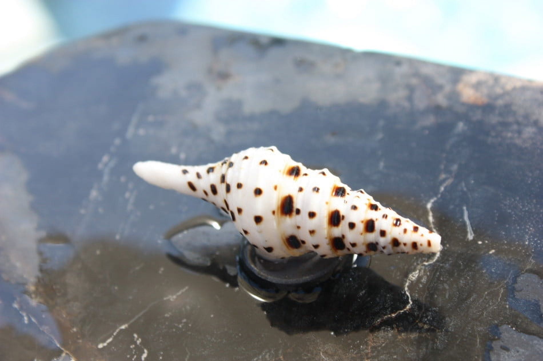 Seashell Magnet #10 - Coastal Decor - Walmart.com