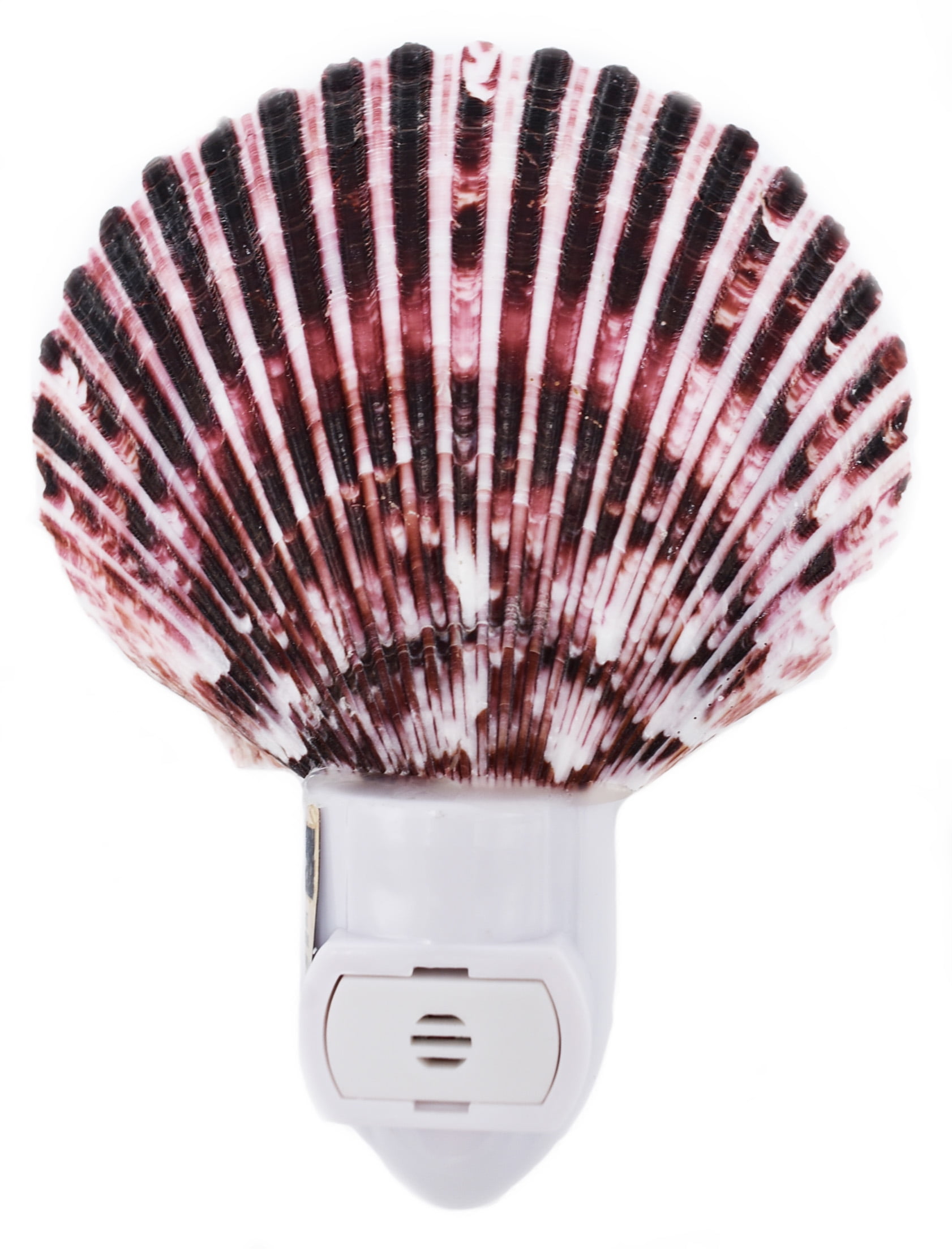 Seashell Night Light Real Purple Pecten Shell Beach Decor w. Light ...