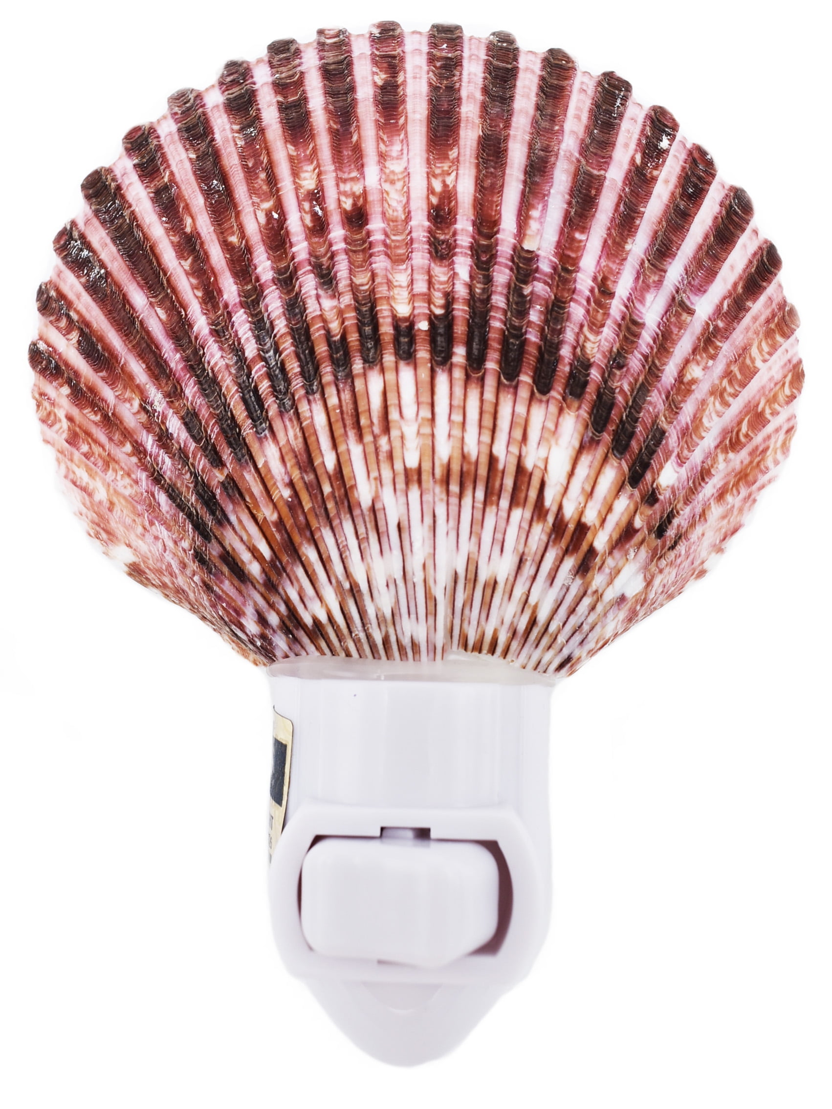 Seashell Night Light Real Purple Pecten Shell Beach Decor w. On/Off ...