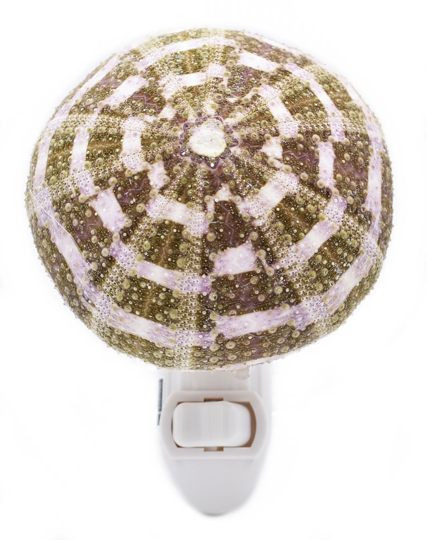 Seashell Night Light Real Sea Urchin Beach Decor w. On/Off Switch ...