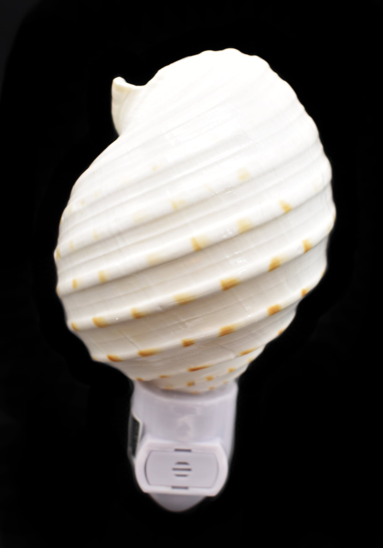 Seashell Night Light Real White Tessalata Shell Beach Decor w ...