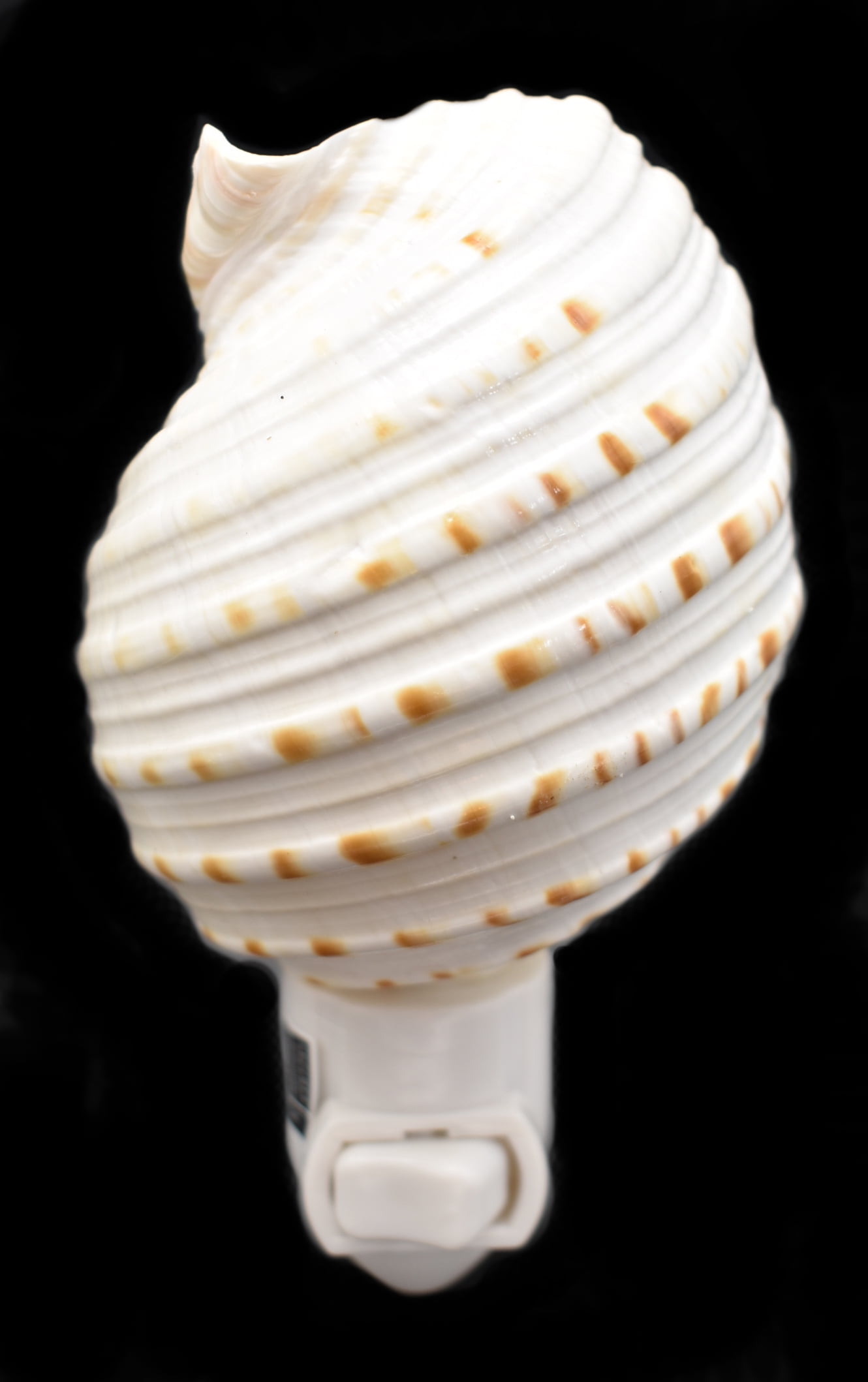 Seashell Night Light Real White Tessalata Shell Beach Decor w. on/Off ...