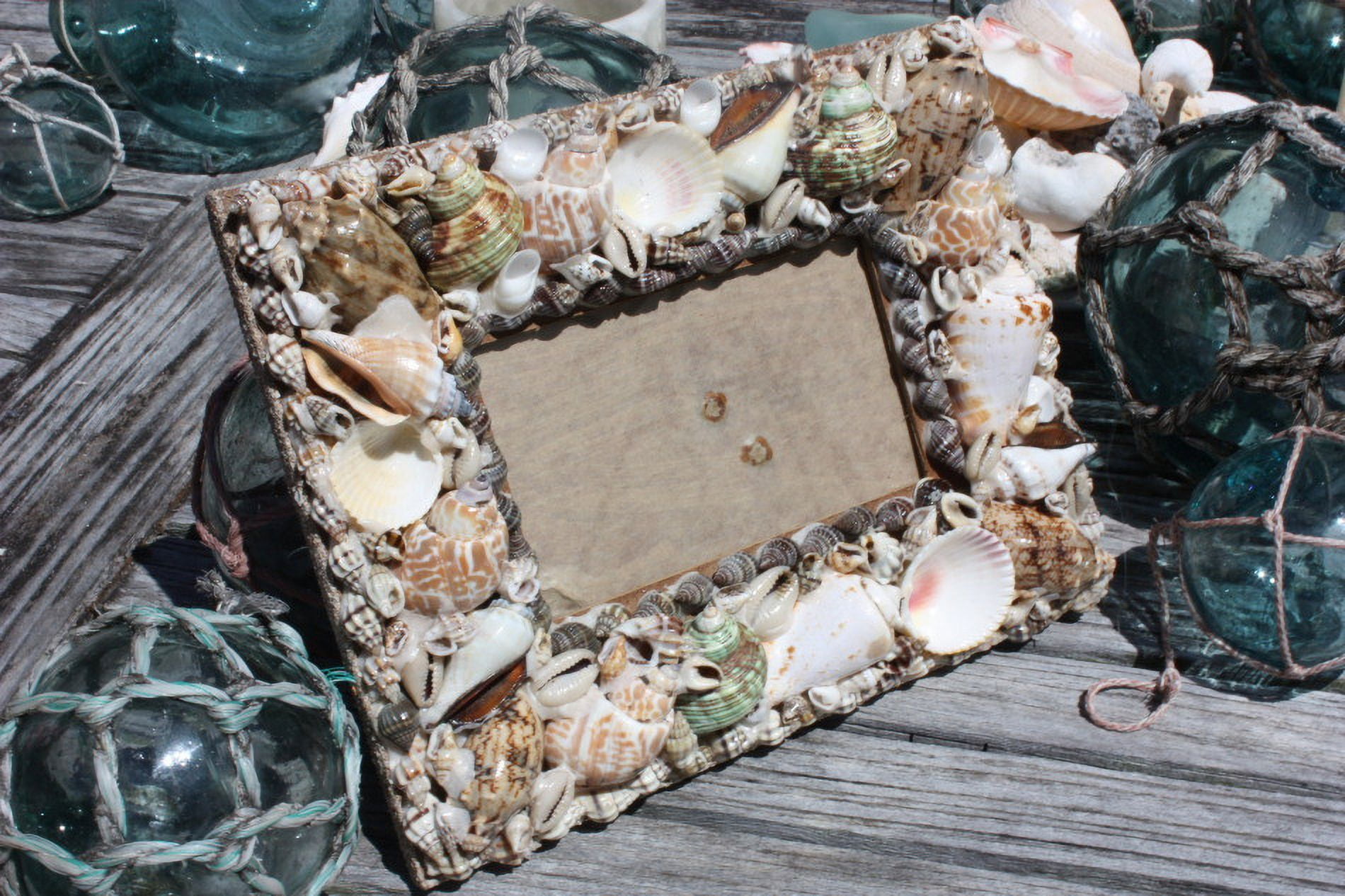 Seashell Photo Frame Brown Edge Designer 2" 3/4 X 5" | #ana24035 ...
