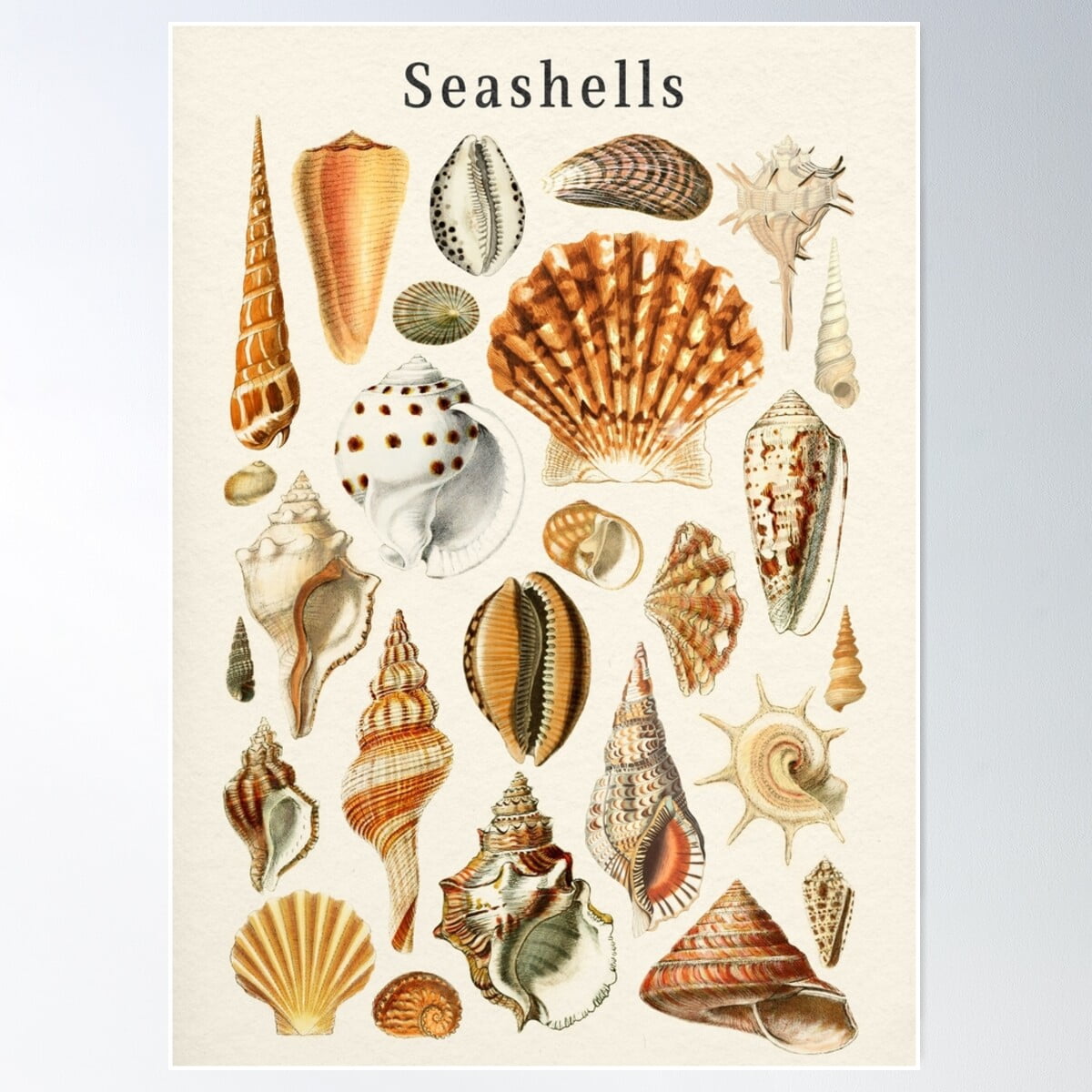 Seashells Collection Poster Wall Art, Modern Wall Decor For Living Room ...