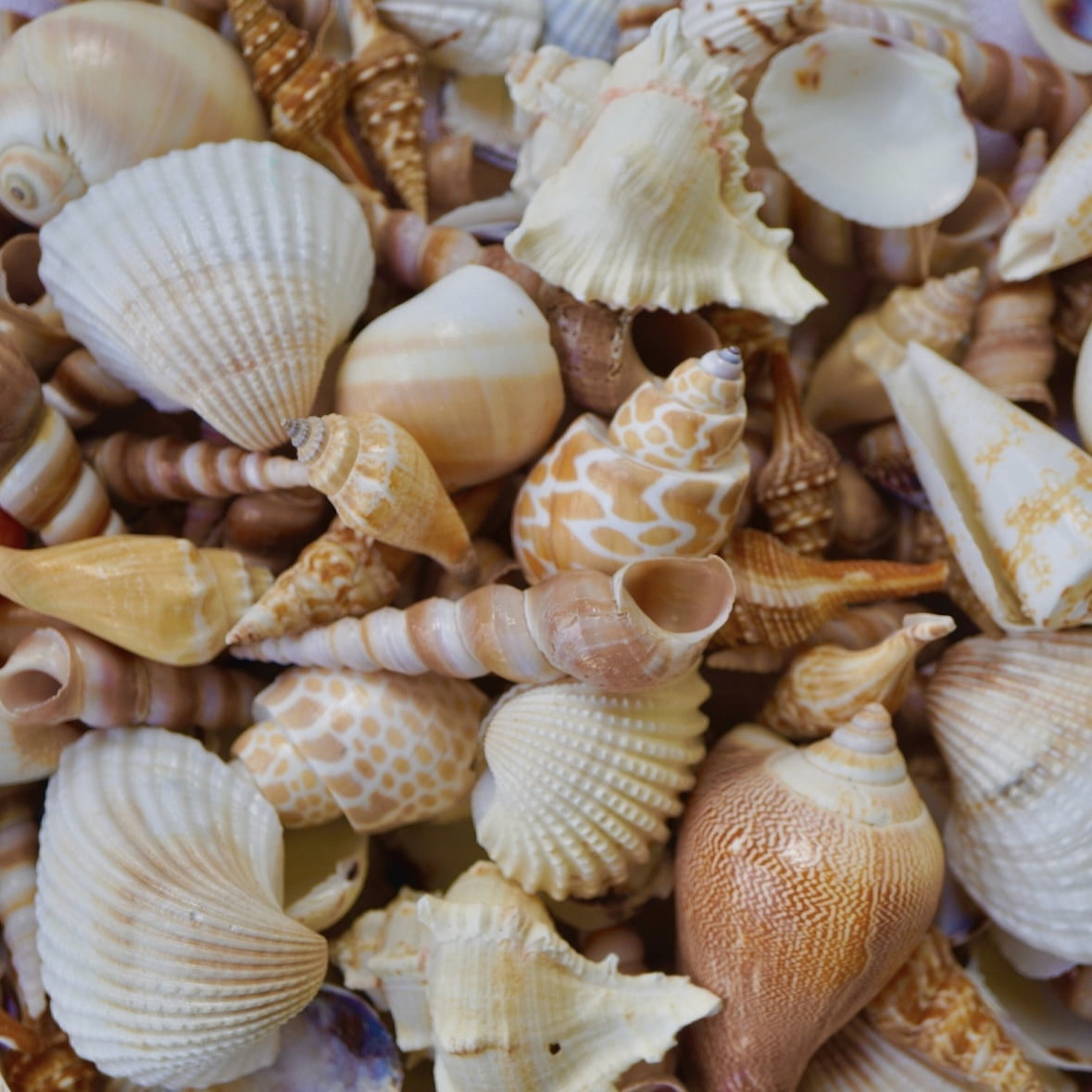 Seashells Mix Beach Assorted Sea Shells, Various Sizes Natural Ocean ...