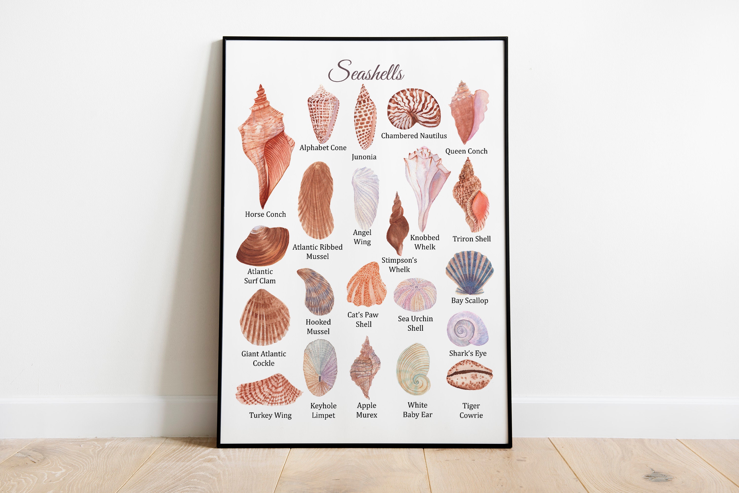 Seashells Poster, Summer Educational Poster, Beach printable, classroom ...