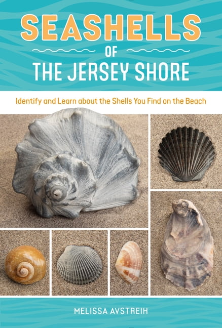 Identify and Learn about Seashells: Hand Seashells of the Jersey Shore ...