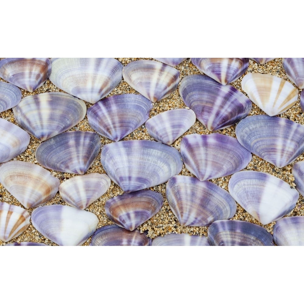 Seashells laying in rows in the sand;Oahu hawaii united states of ...