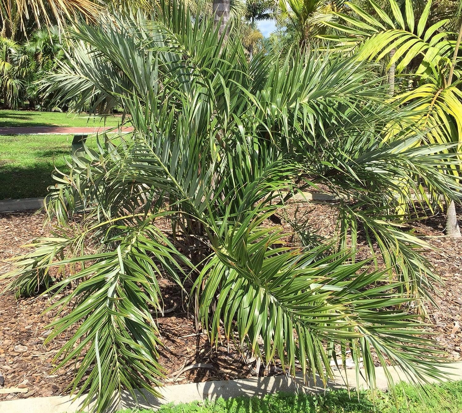 Seashore Palm - Live Plant in a 3 Gallon Pot - Allagoptera Arenaria ...
