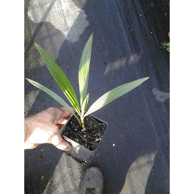 Seashore Palm - Live Plant in a 4 Inch Pot - Allagoptera Arenaria ...