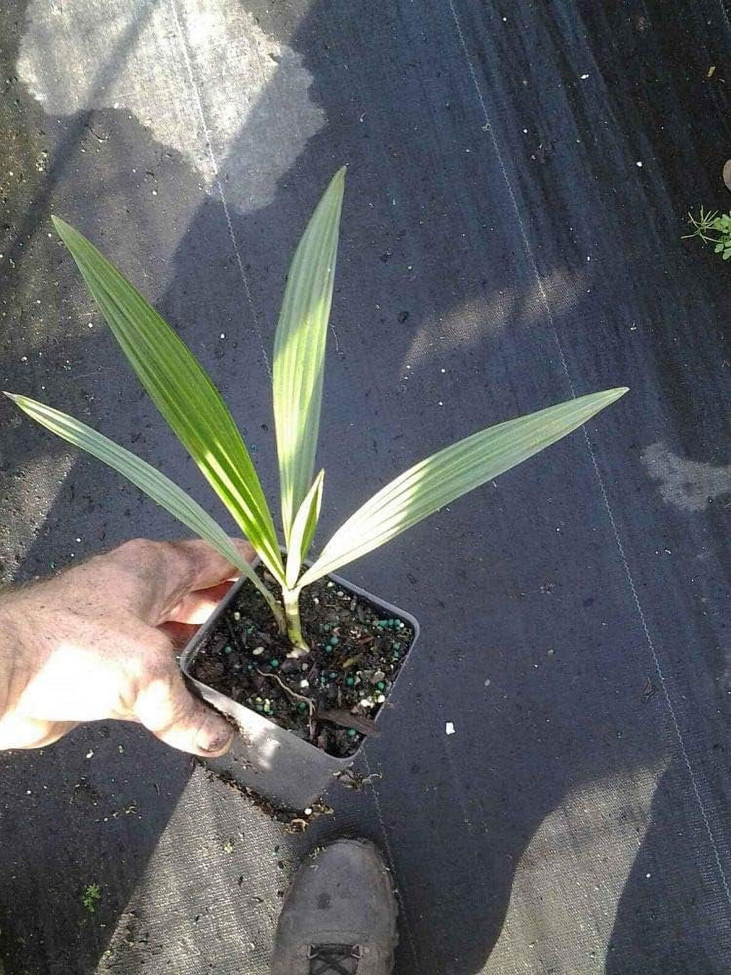 Seashore Palm - Live Plant in a 4 Inch Pot - Allagoptera Arenaria ...