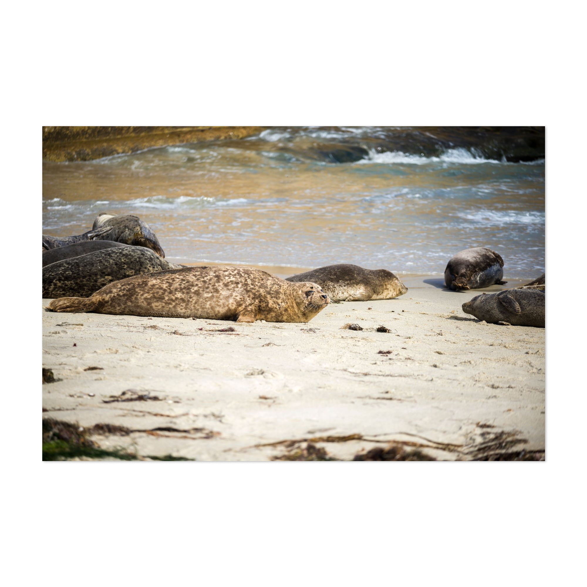 Seaside Siesta - San Diego California Photography Seals Beach Wildlife ...
