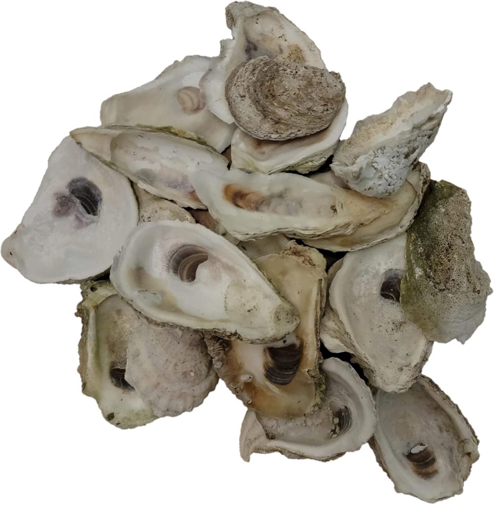 Seaside Treasures Oyster Giants | Oyster Shells 2" - 4" | 30 Oyster ...