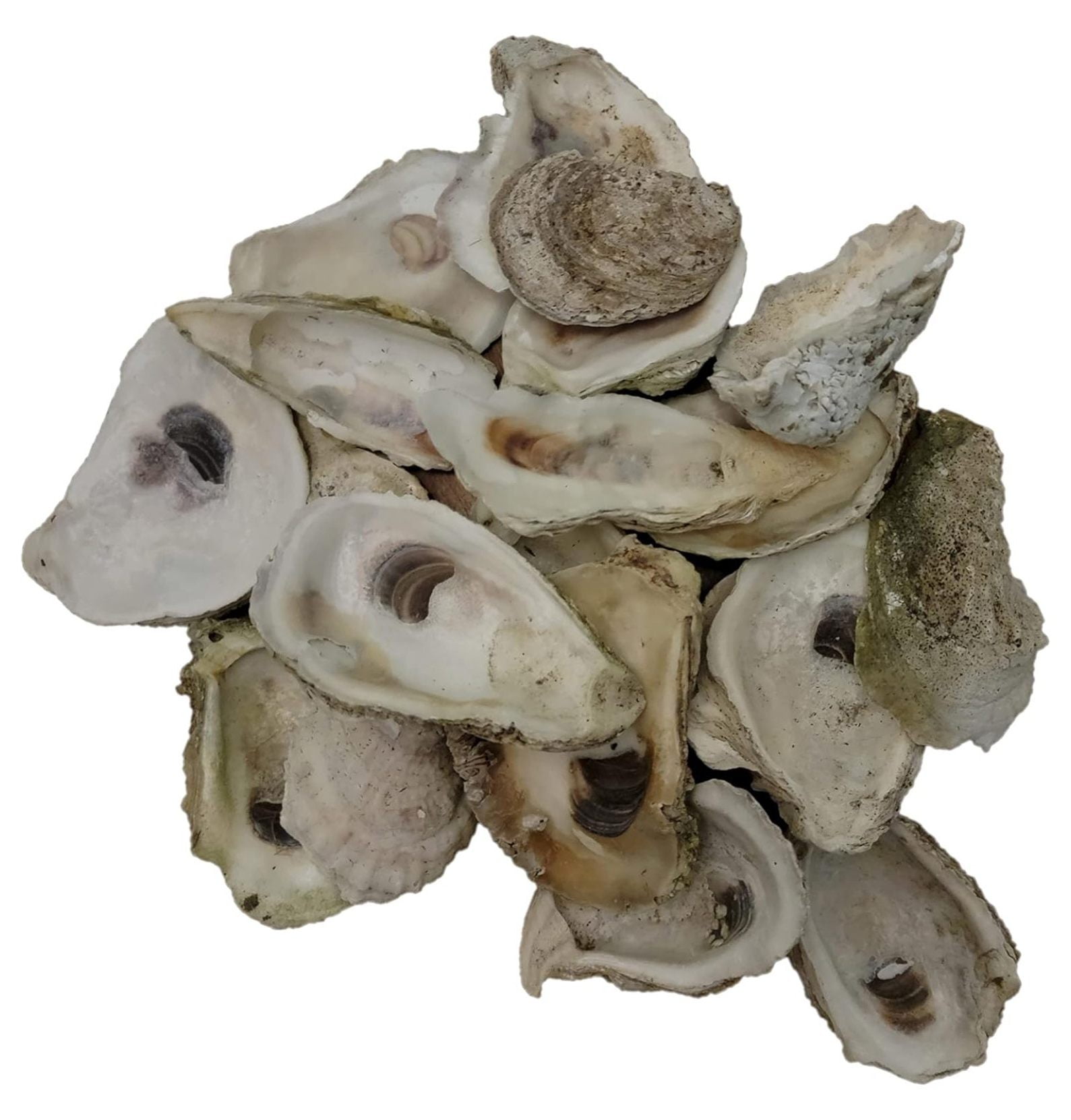 Seaside Treasures Oyster Giants | Oyster Shells 3" - 6" | 30 Oyster ...