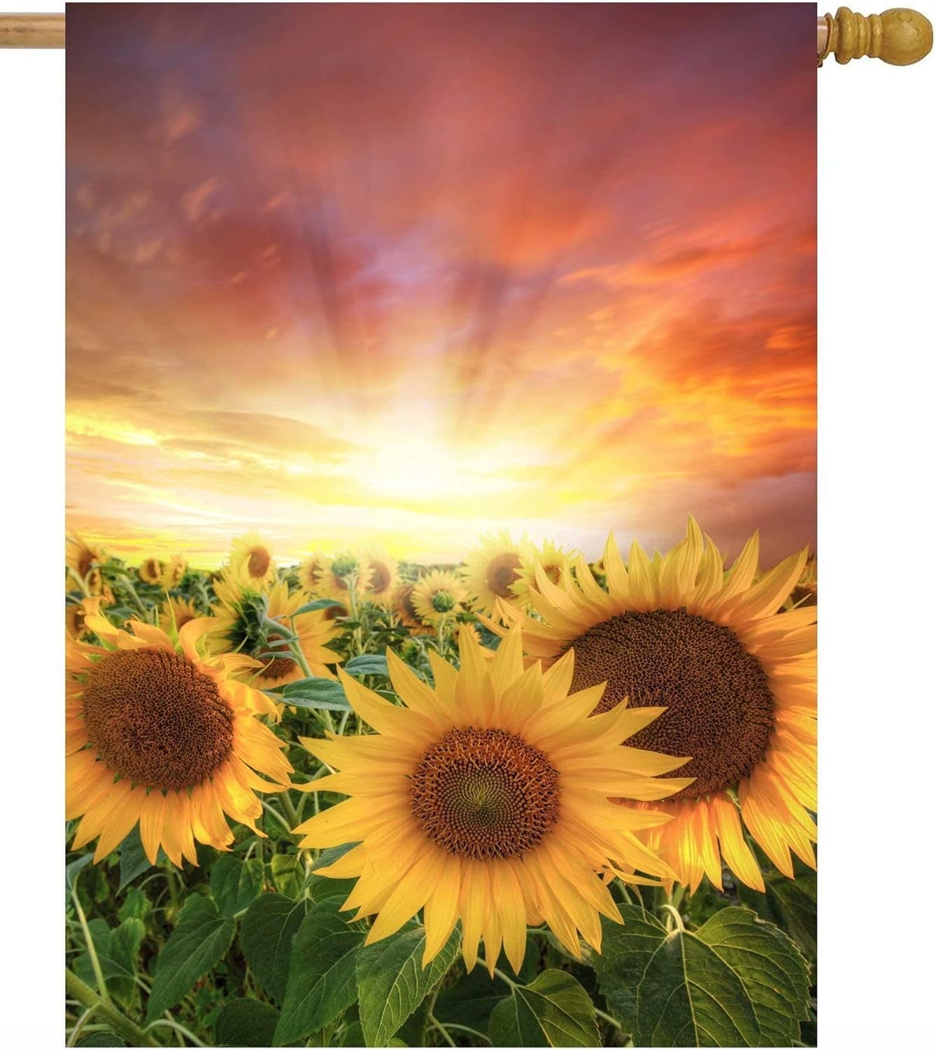 Seasonal Sunflowers Floral Flowers Summer Spring Sunset Landscape House ...