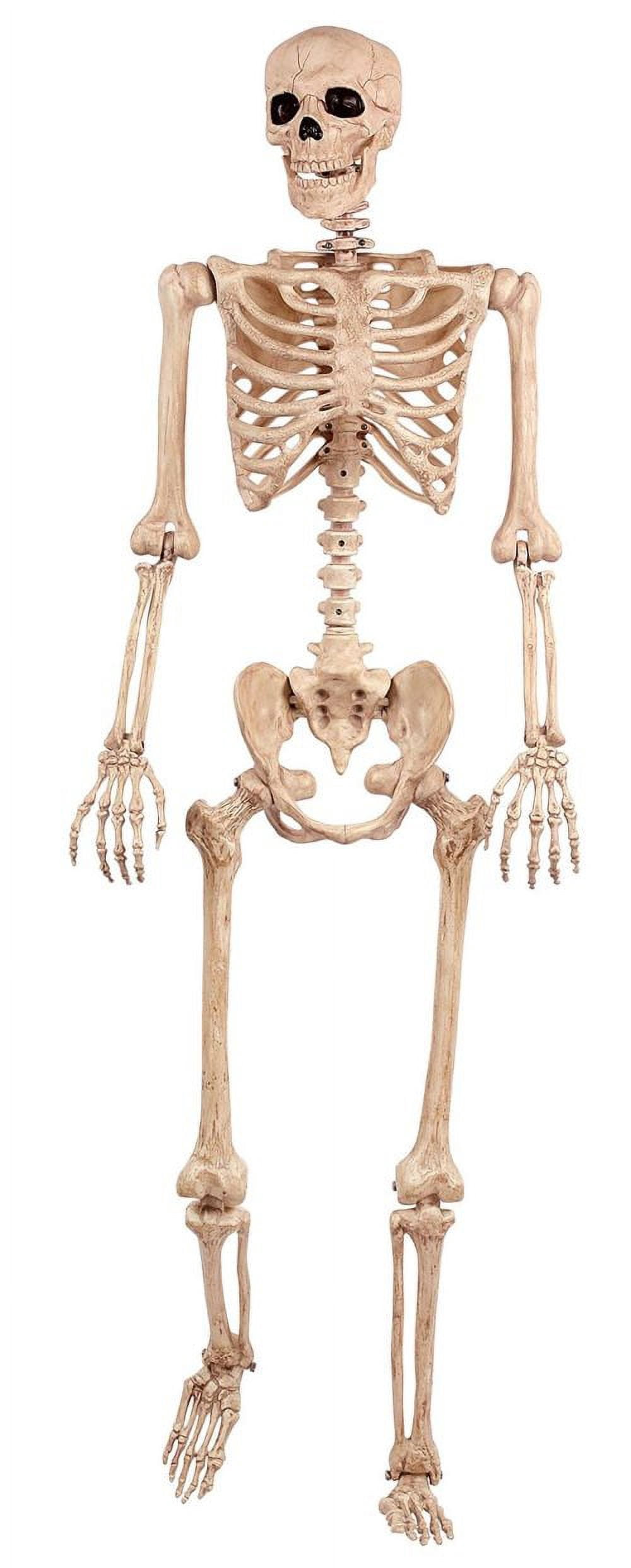 Seasons Life Size Posable Skeleton 5 Inch - Bone Color - Walmart.com