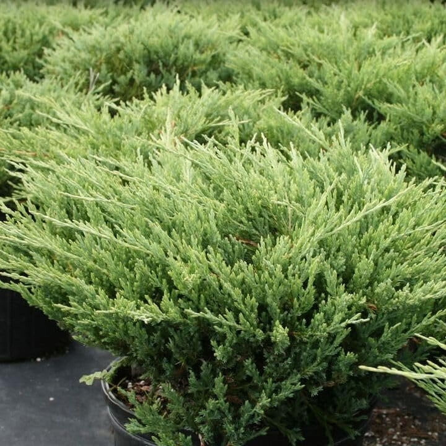 Seaspray Juniper 2 Extra Large 3 Gallon Plants Elegant & Hardy ...