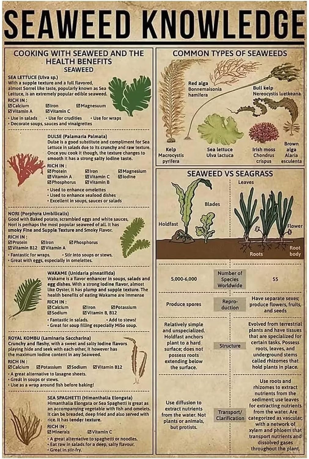 Seaweed Knowledge Metal Tin Sign, Seaweed Infographic Poster Seaweed ...