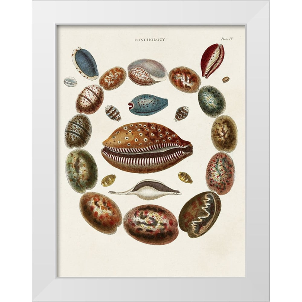Seba, Albertus 19x24 White Modern Wood Framed Museum Art Print Titled ...