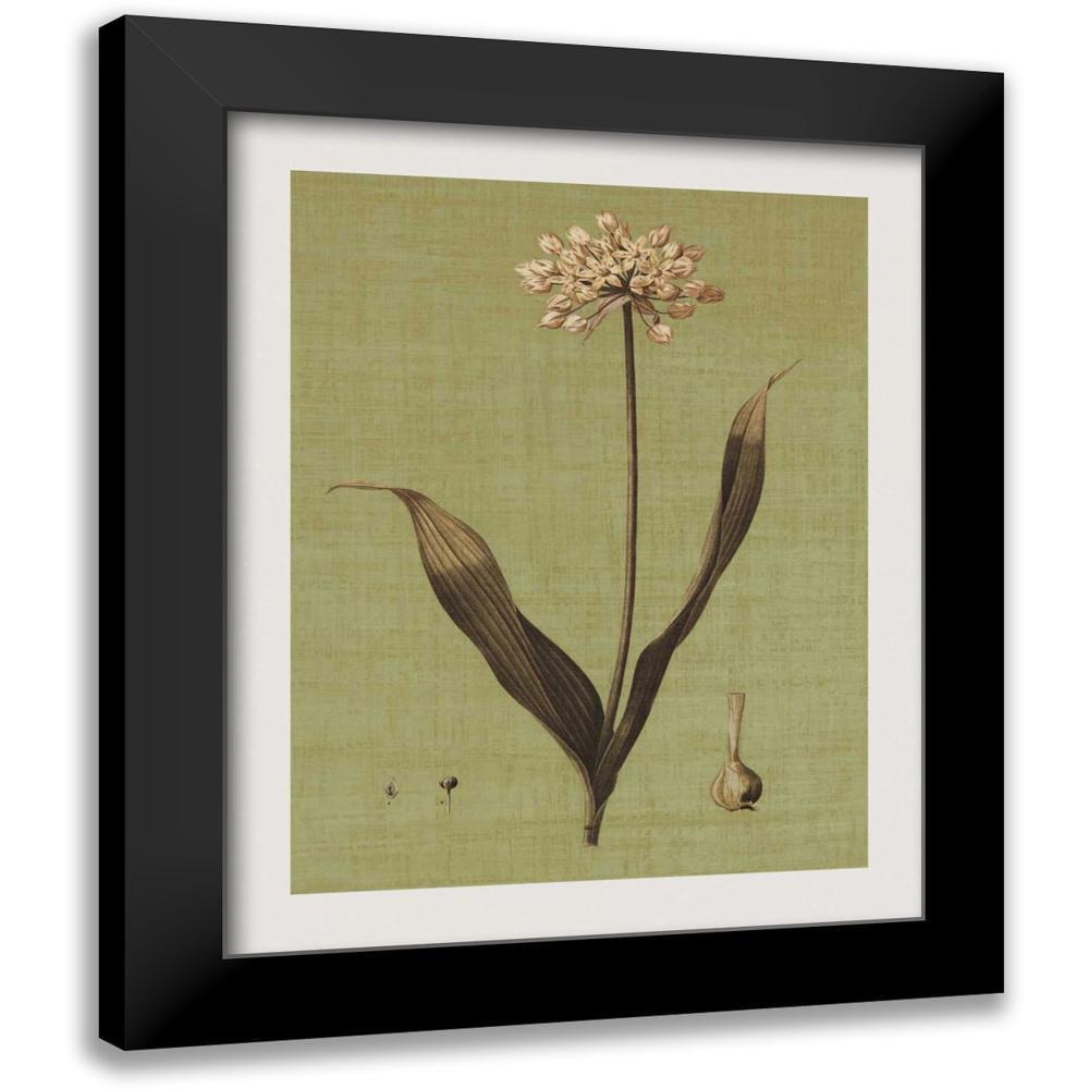 Seba, John 12x14 Black Modern Framed Museum Art Print Titled - Botanica ...