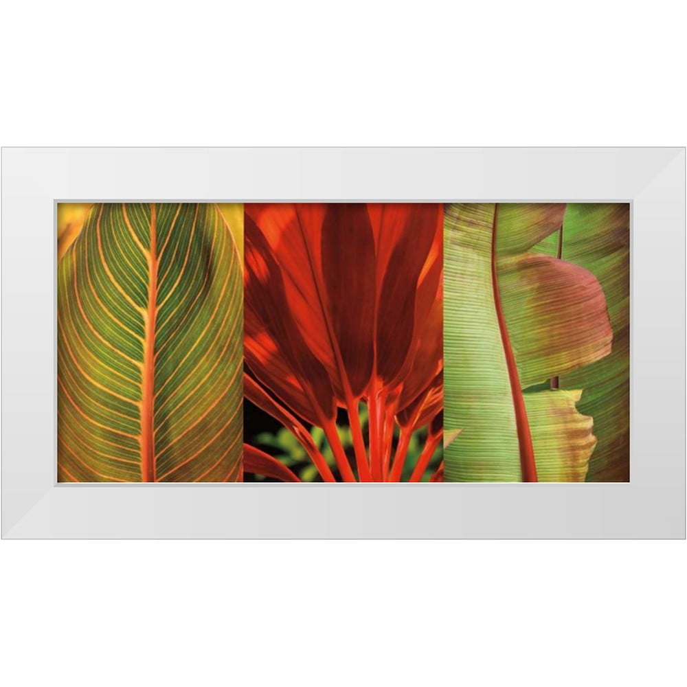 Seba, John 18x11 White Modern Wood Framed Museum Art Print Titled ...