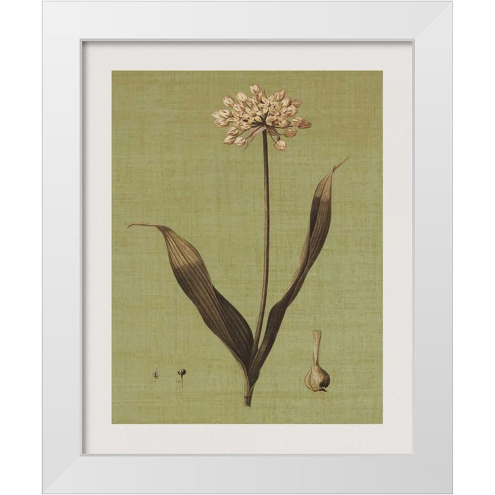 Seba, John 20x24 White Modern Wood Framed Museum Art Print Titled ...