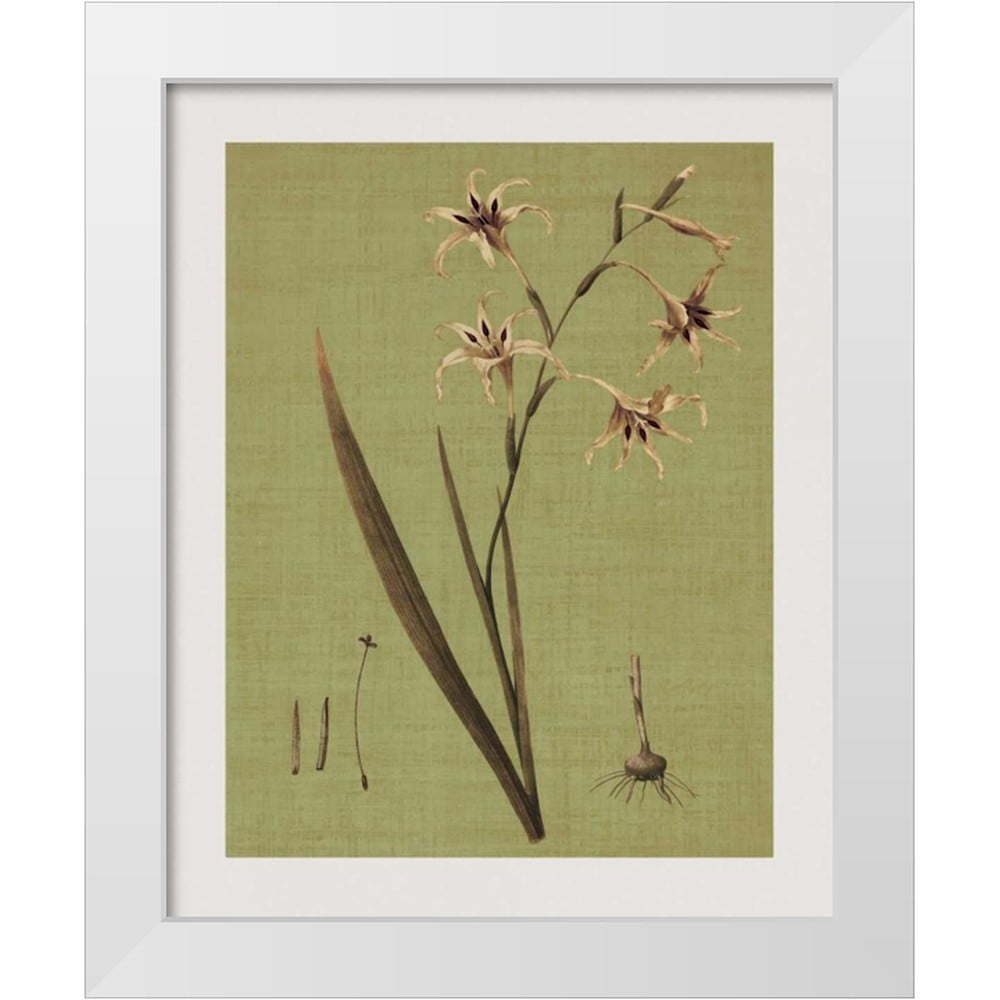Seba, John 20x24 White Modern Wood Framed Museum Art Print Titled ...