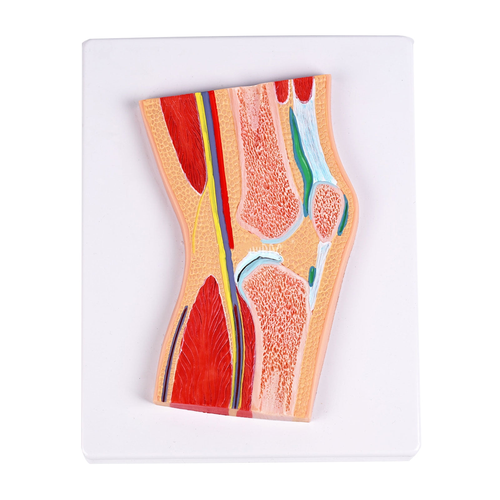 Sectional Anatomical Knee Joint Model Realistic PVC Knee Joint Anatomy ...
